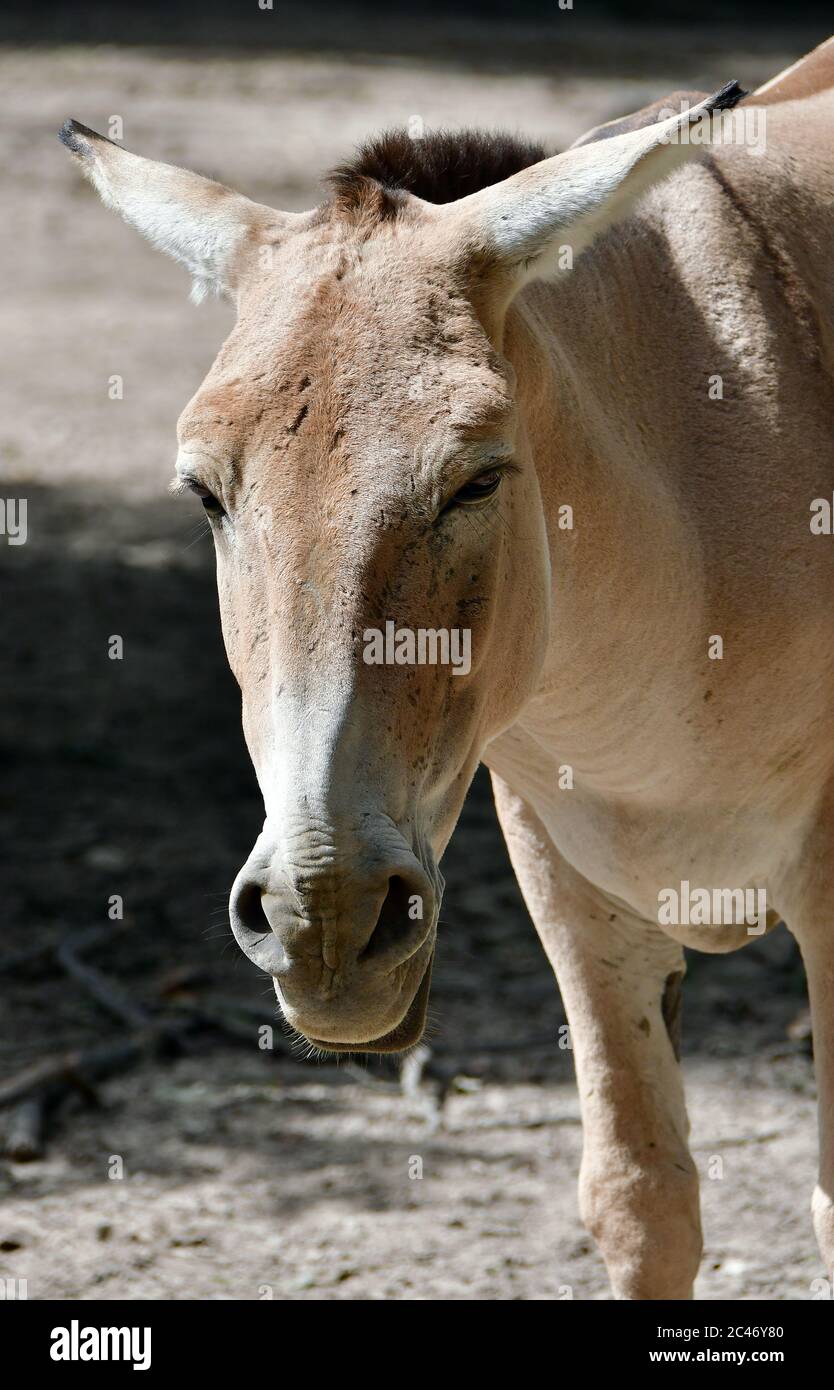 Turkmenian kulan, Transcaspian wild ass, Turkmenistani onager, Equus ...