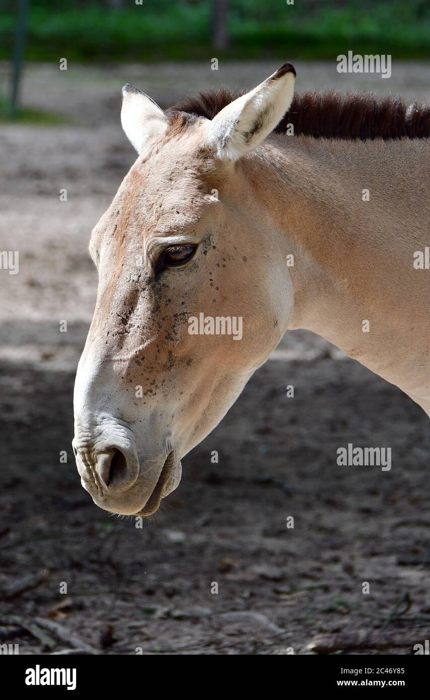 Turkmenian kulan, Transcaspian wild ass, Turkmenistani onager, Equus ...