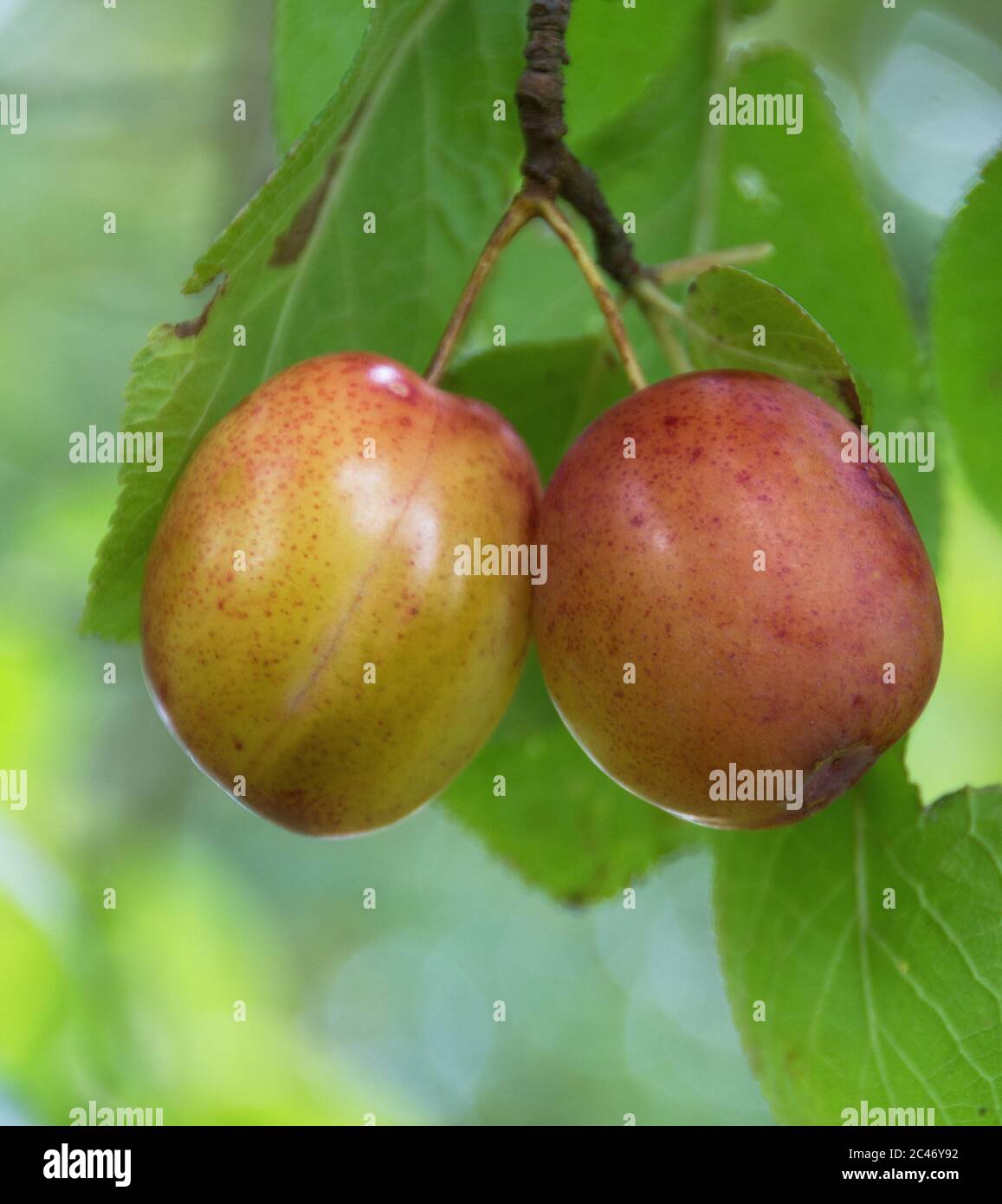 Prunus domestica 'Victoria' Stock Photo - Alamy