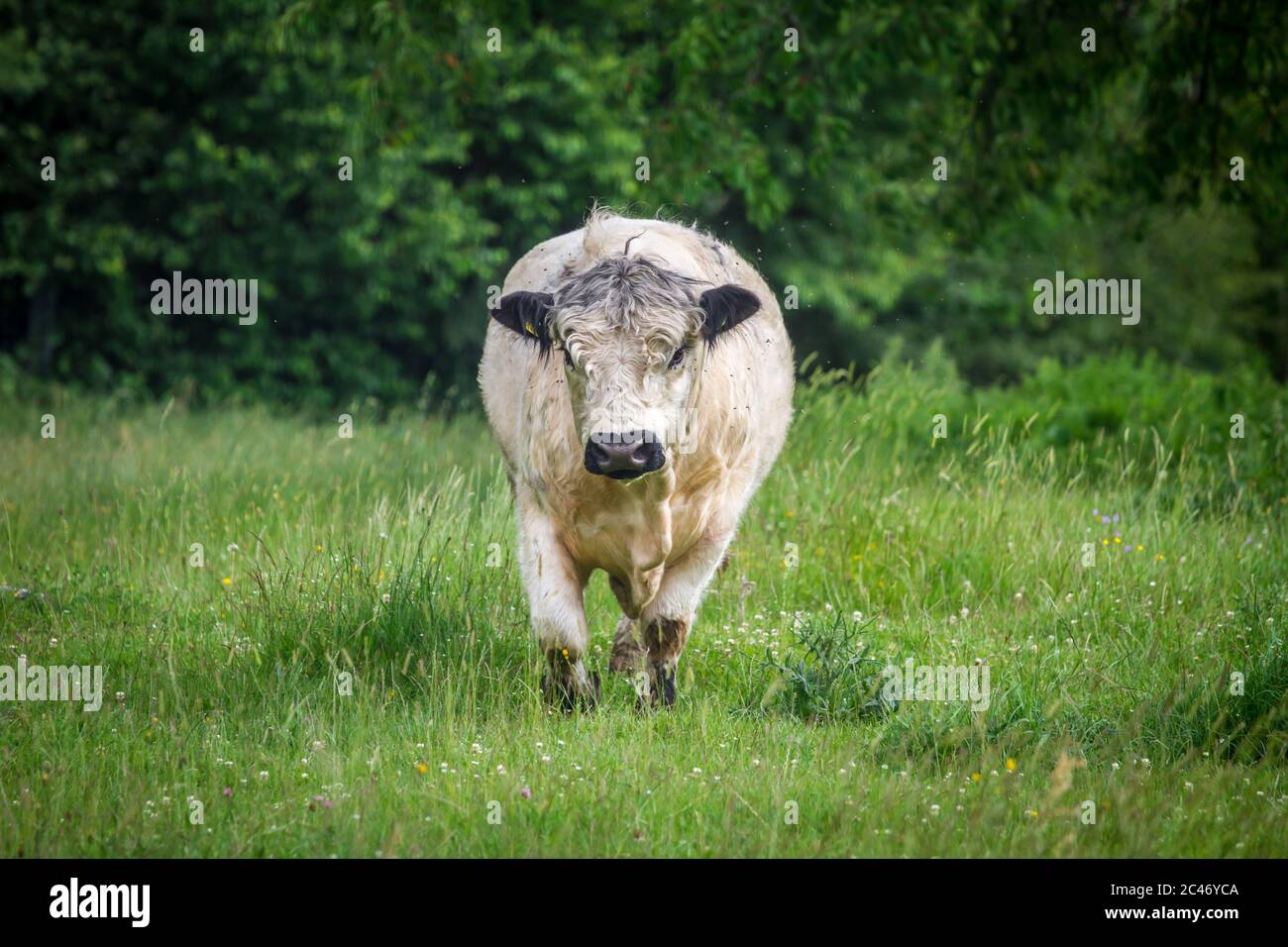 Galloway domestic hi-res stock photography and images - Alamy