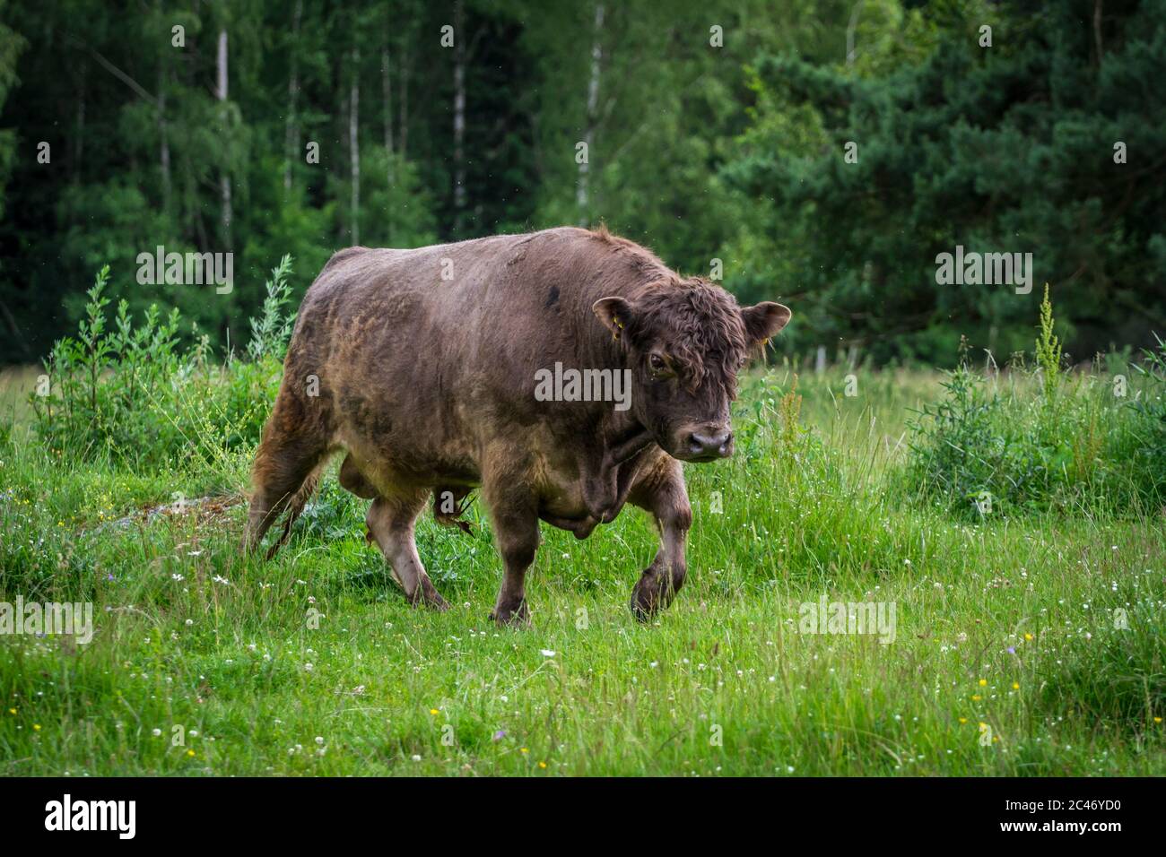 Free range Galloway bull Stock Photo - Alamy