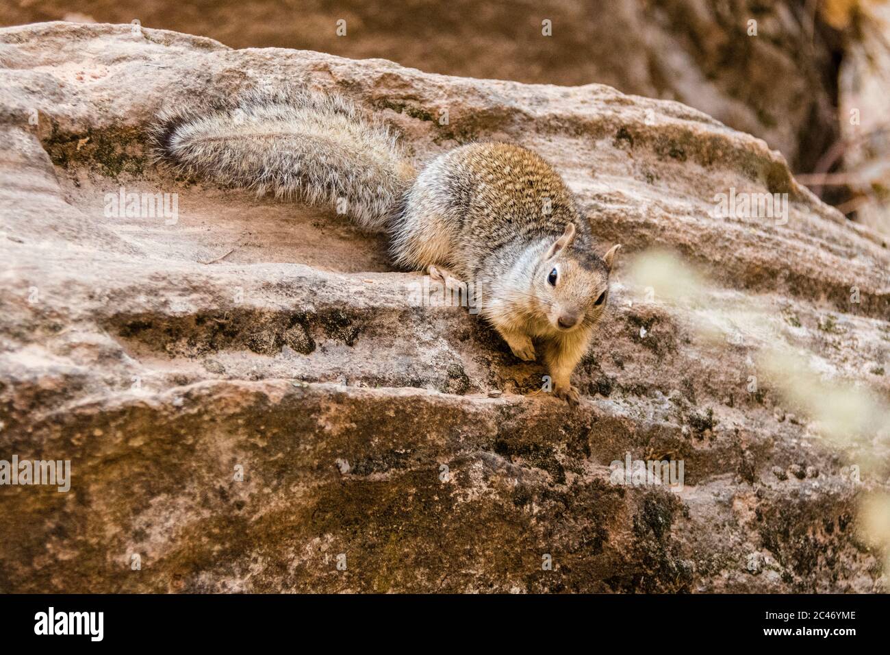 Rock Squirrel, Otospermophilus variegatus, in Zion National Park, Utah ...