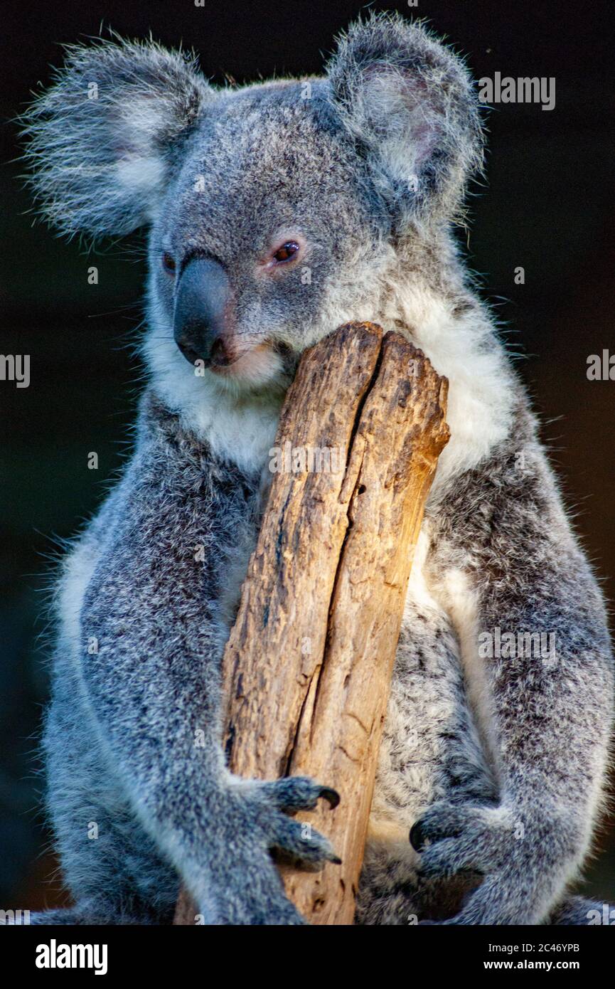 Koala hanging in tree hi-res stock photography and images - Alamy