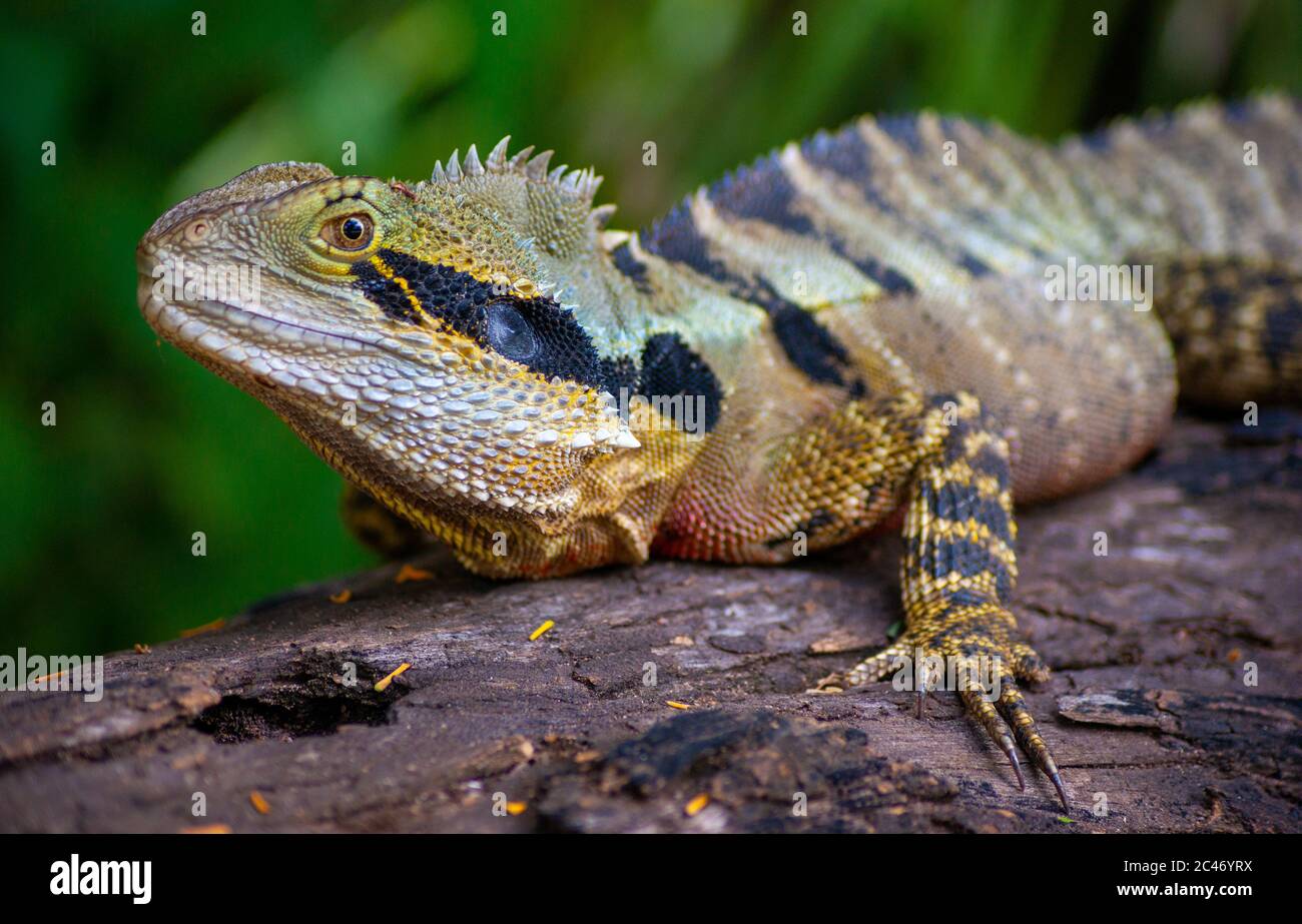 Yellow and black lizard hi-res stock photography and images - Alamy
