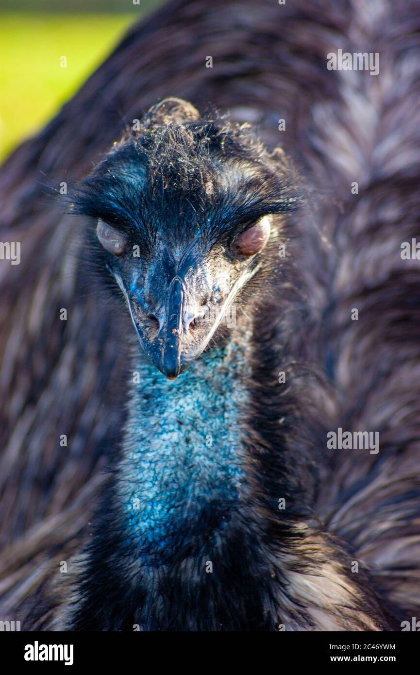 Scary emu hi-res stock photography and images - Alamy