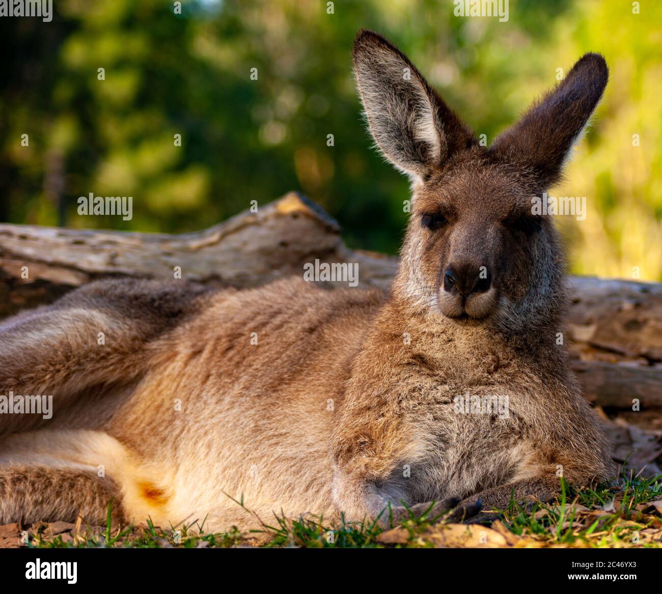 Kangeroo ears hi-res stock photography and images - Alamy