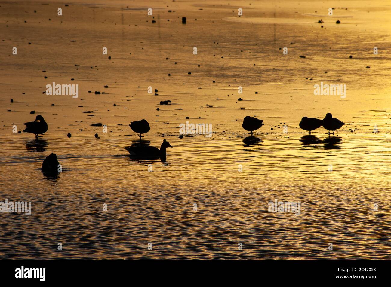 Sun Setting oveer Ducks in Water Stock Photo - Alamy