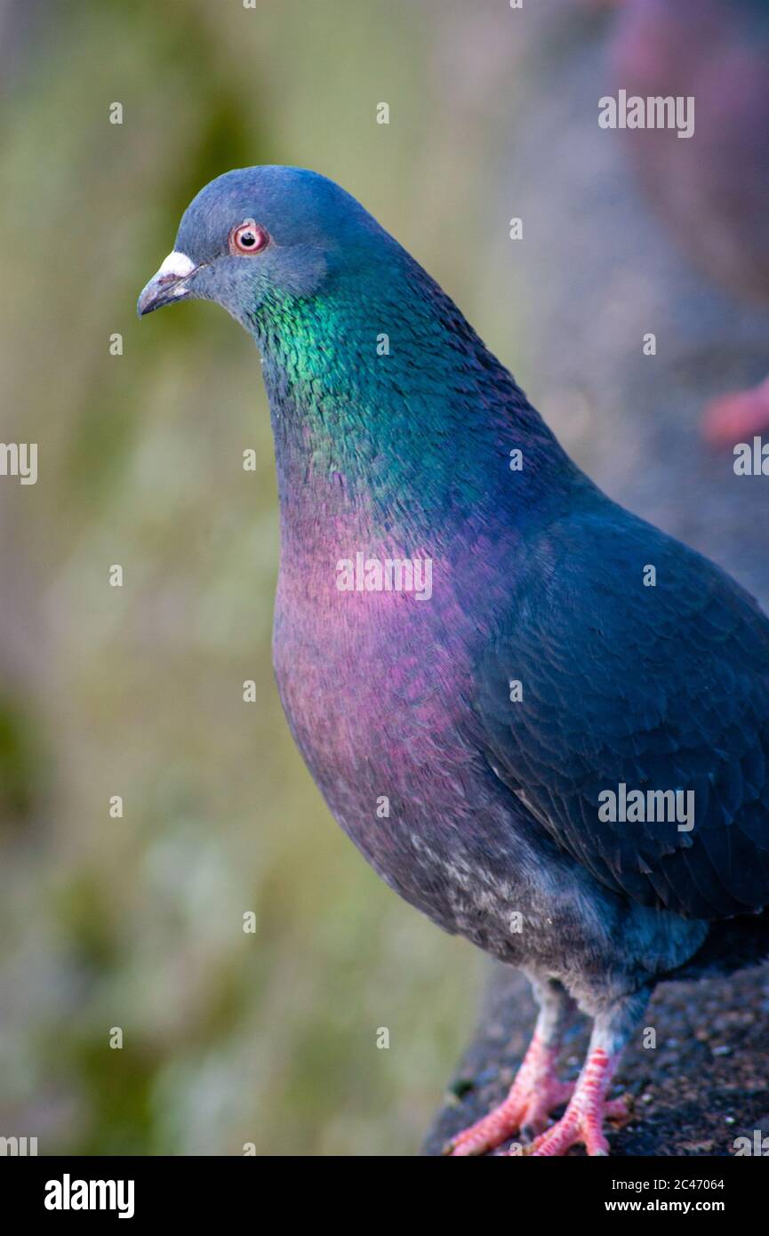 Pigeon on a Perch Stock Photo - Alamy