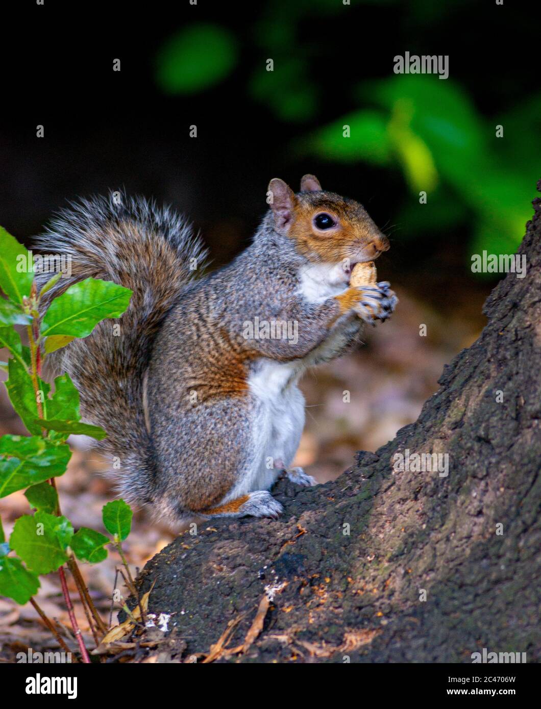 Squirrel Eating a Nut Stock Photo - Alamy