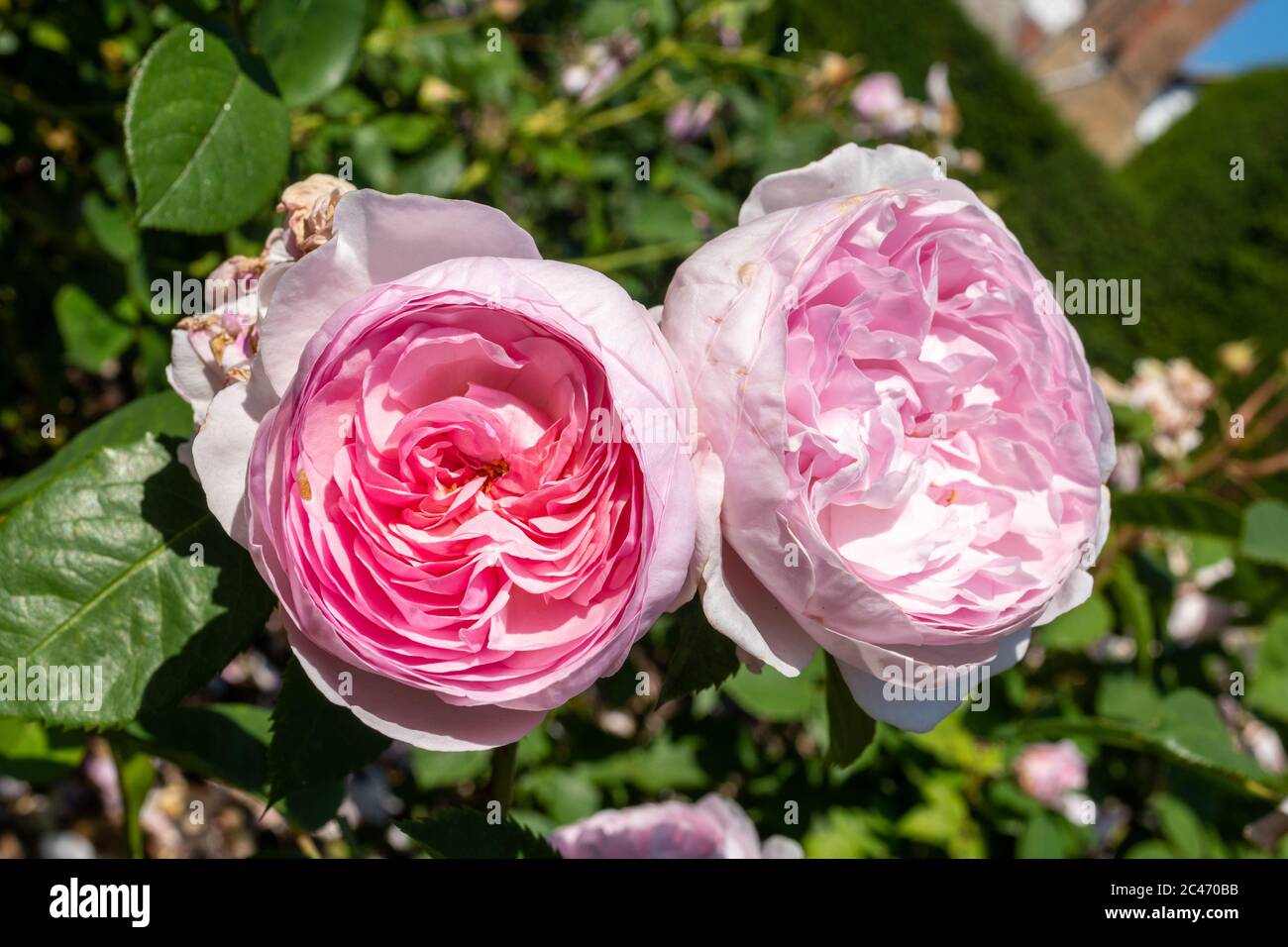 Olivia Rose Austin, a pale pink shrub rose flowering in June in an ...