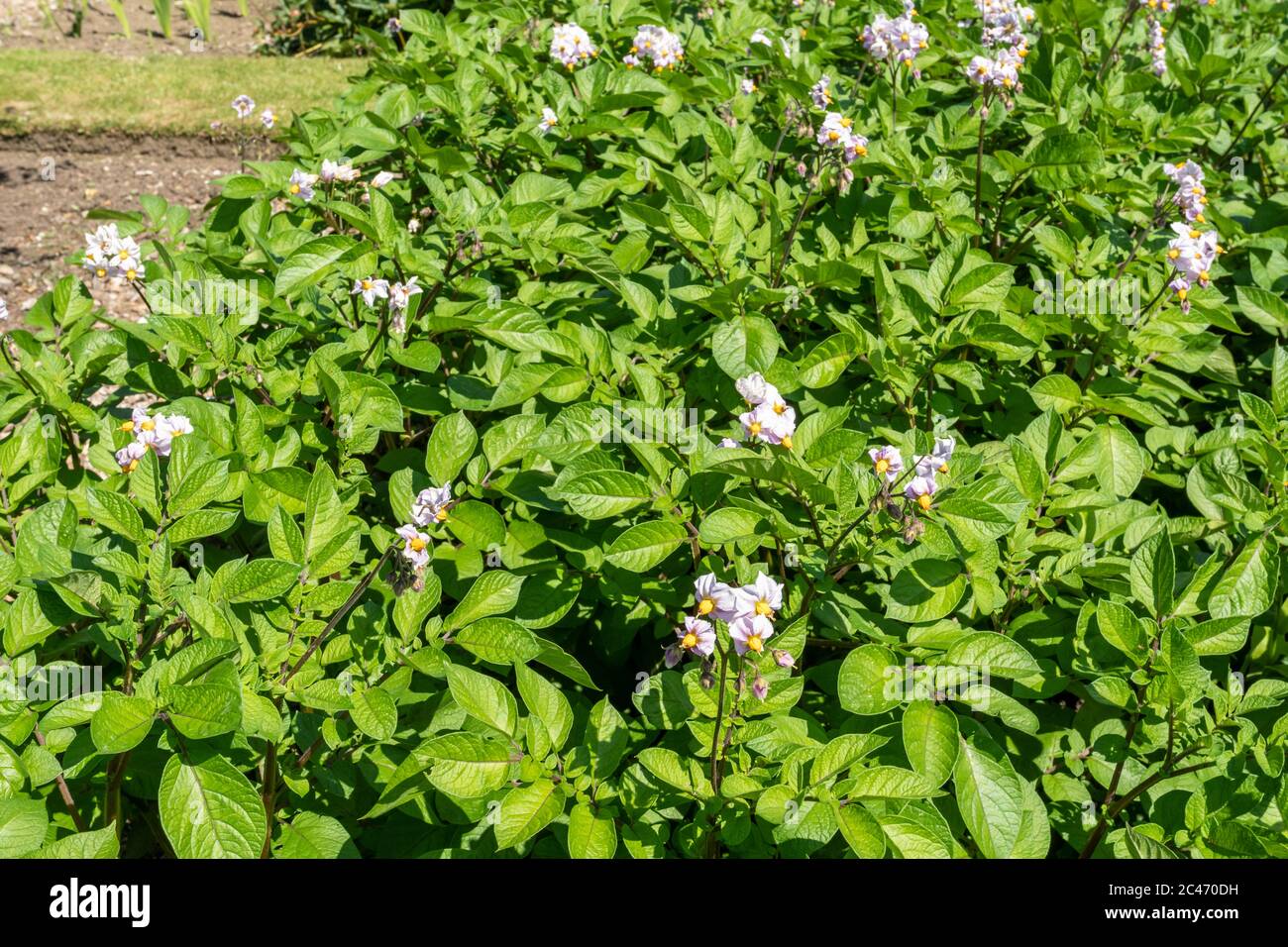 Potato 'Setanta' plants with flowers growing in a vegetable garden ...