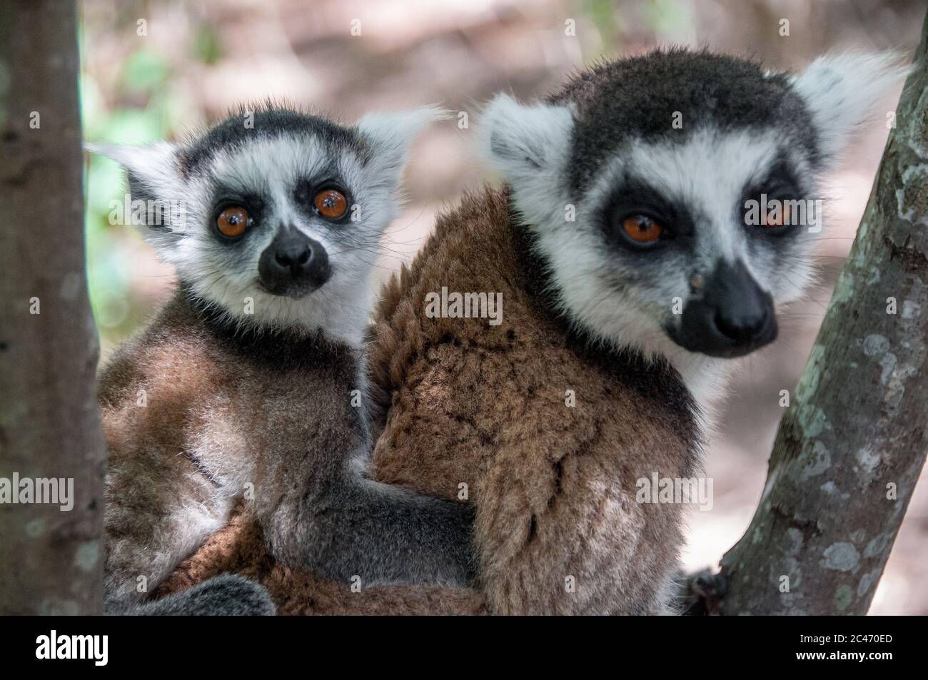 Lemur catta cub hi-res stock photography and images - Alamy