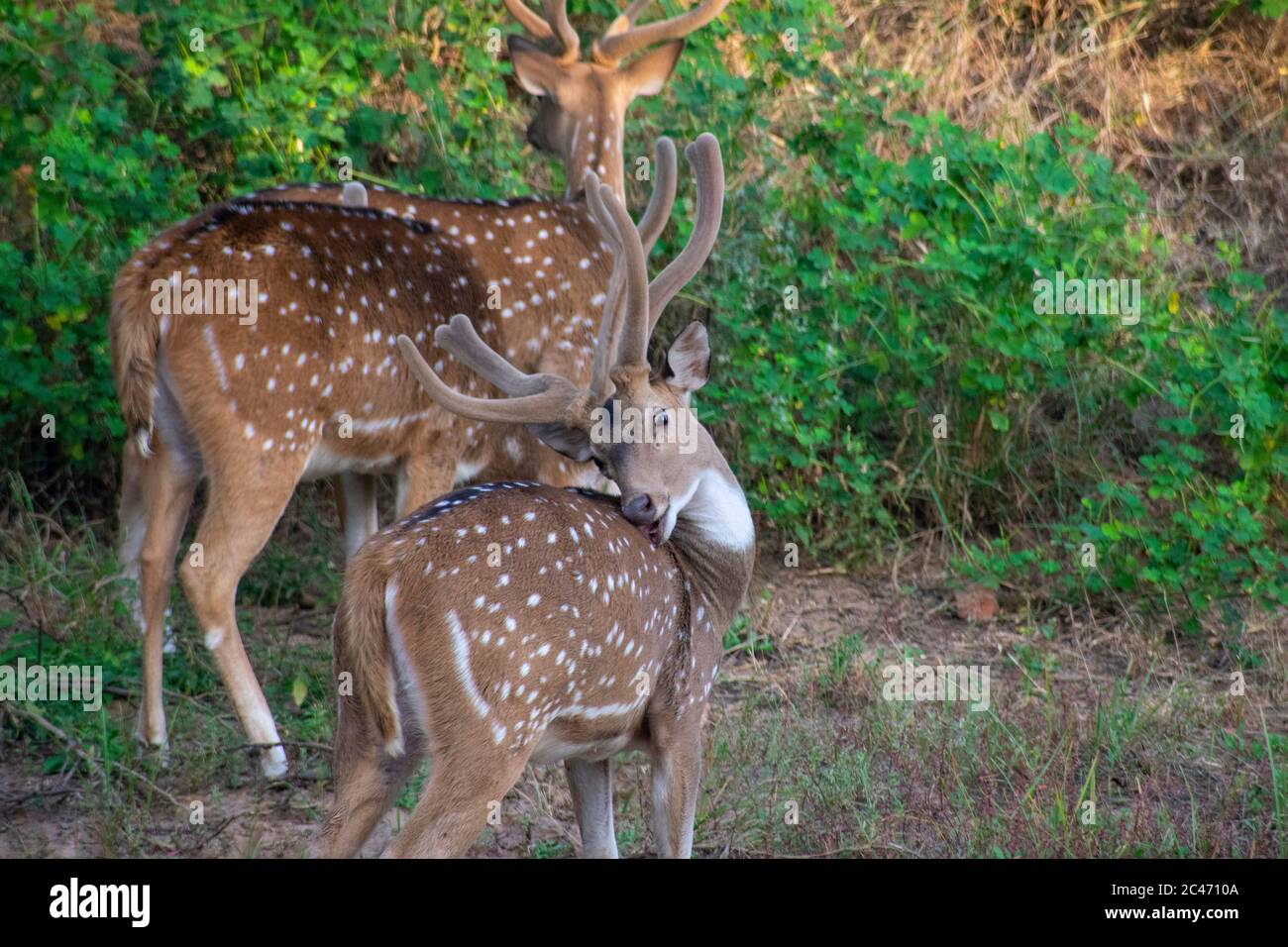 spotted dear gazing at ranthambore national forest of Rajasthan Stock ...