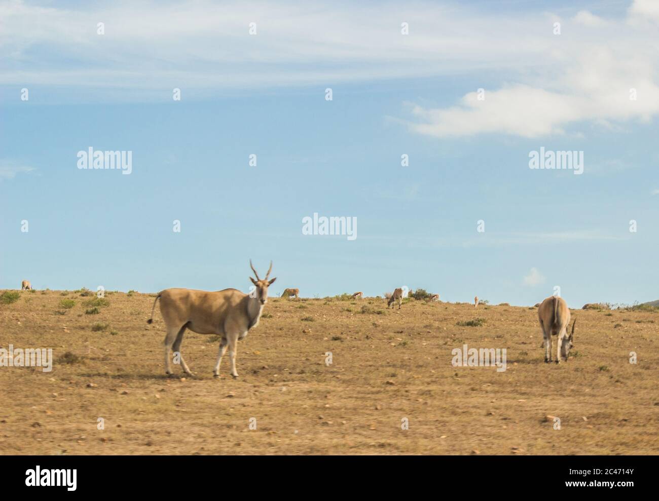 Shot of antelopes standing and eating in the middle of the field Stock ...