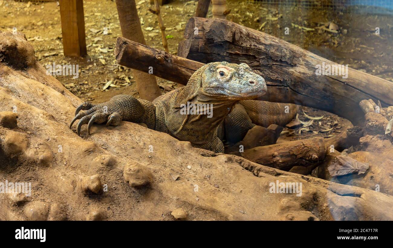 Closeup shot of a turtle behind a glass wall at the zoo Stock Photo - Alamy