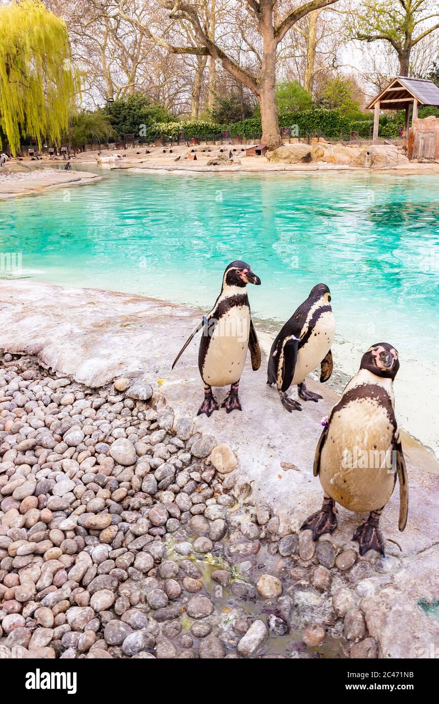 High angle shot of Magellanic penguins by the lake during daytime Stock ...