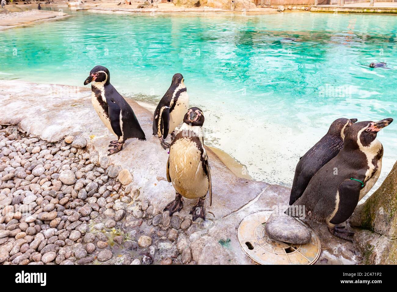 Vertical shot of Magellanic penguins by the lake during daytime Stock ...