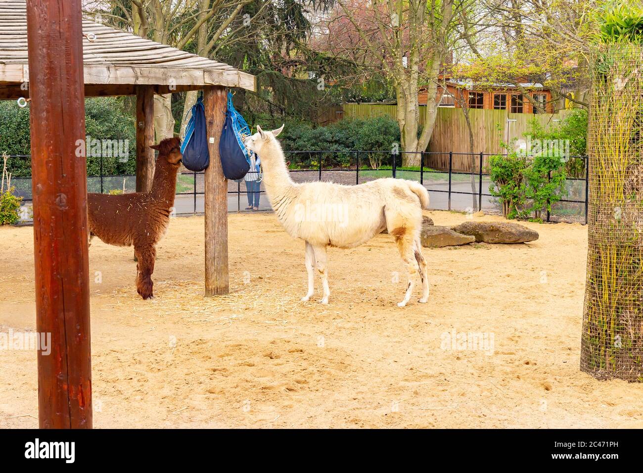 White and a brown llama at the zoo during daytime Stock Photo - Alamy