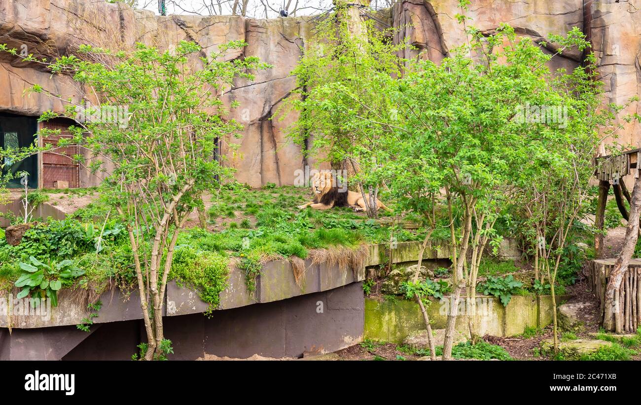 Zoo with a lot of beautiful trees and a lion sitting on the grass Stock ...