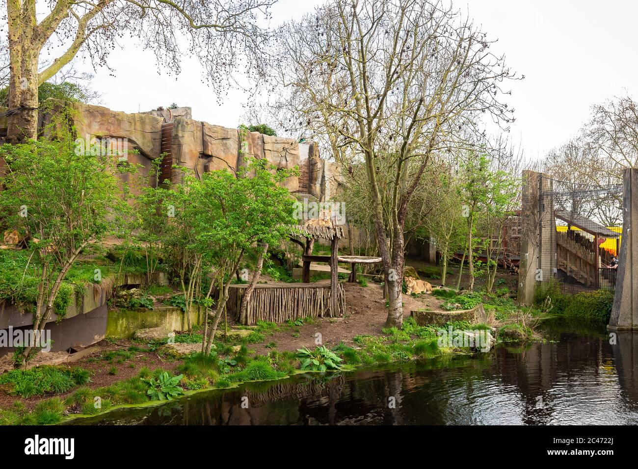 Lions sitting down and relaxing at the zoo with beautiful greenery ...
