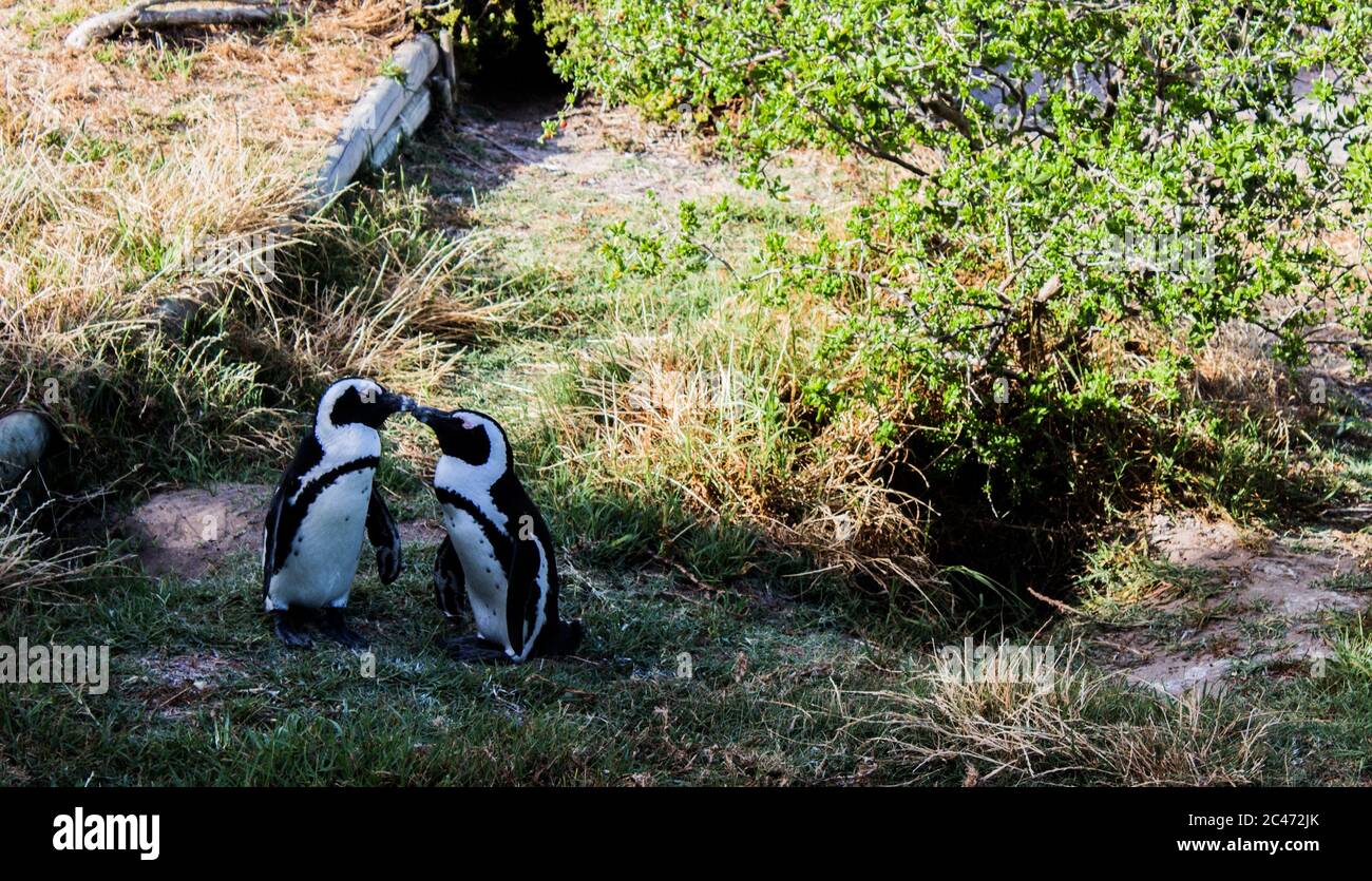 High angle shot of two adorable penguins playing in a field Stock Photo ...
