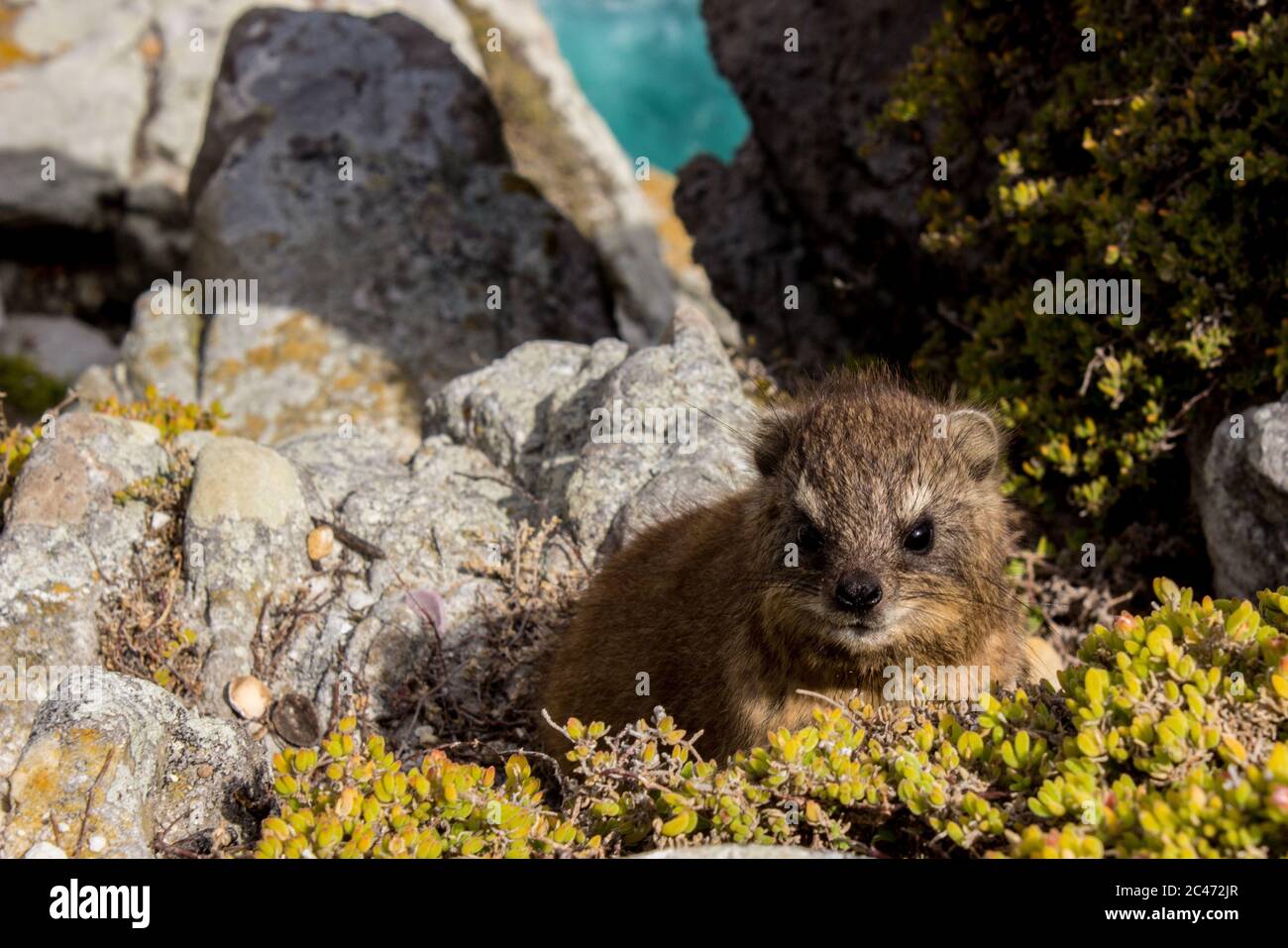 Closeup shot of a Western tree hyrax surrounded by rocks and greenery ...