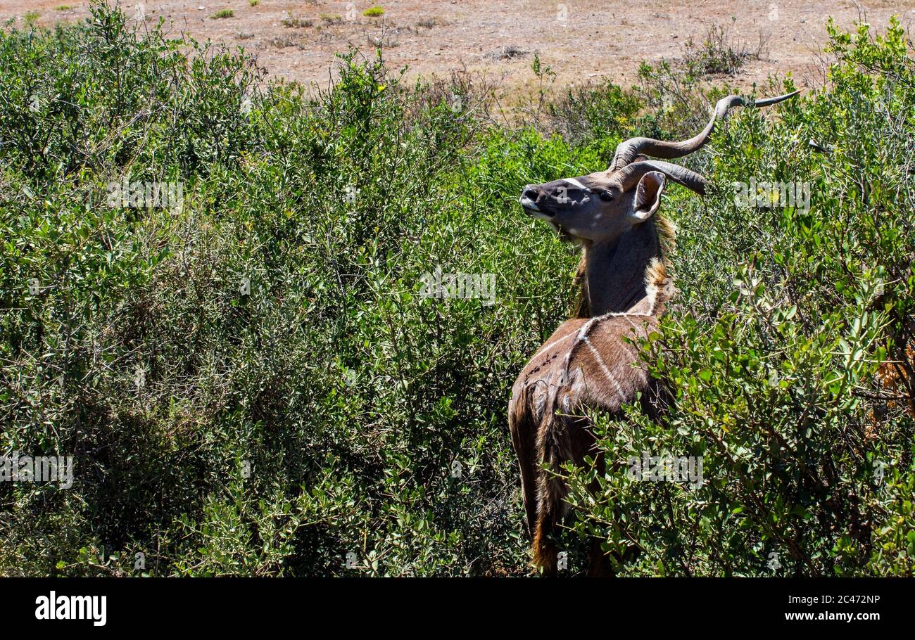 High angle shot of a curious kudu looking back in a green area Stock ...