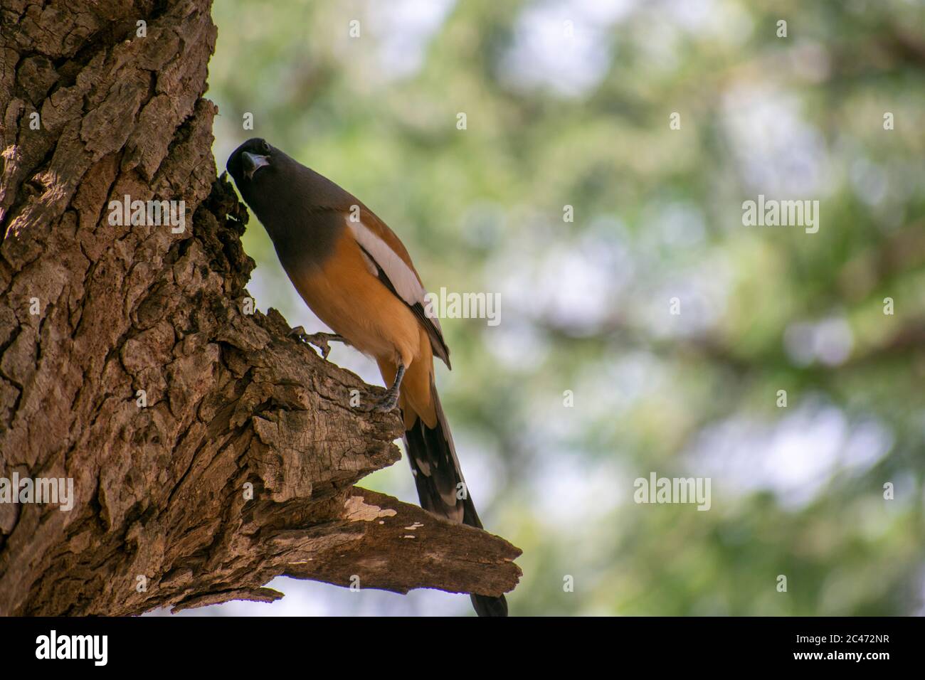 Indian treepie bird hi-res stock photography and images - Alamy
