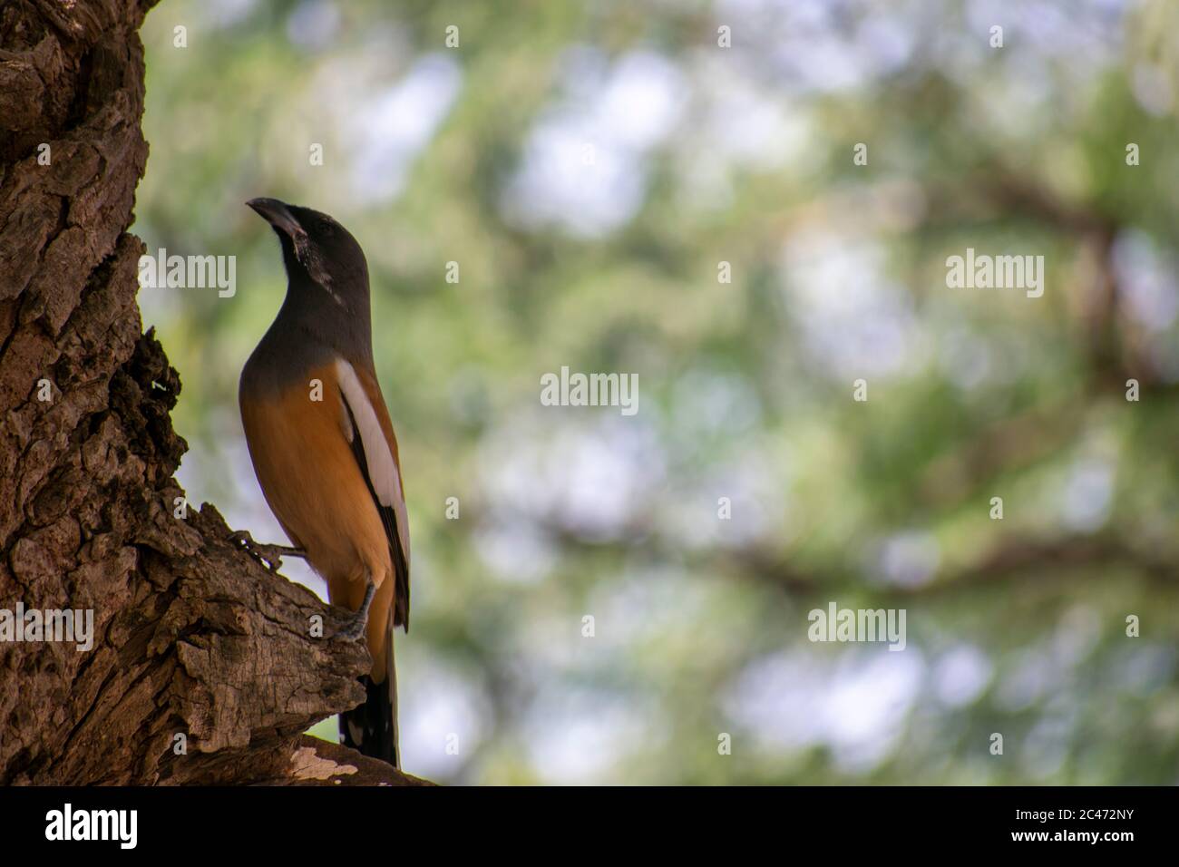 The rufous treepie is a treepie, native to the Indian Subcontinent ...