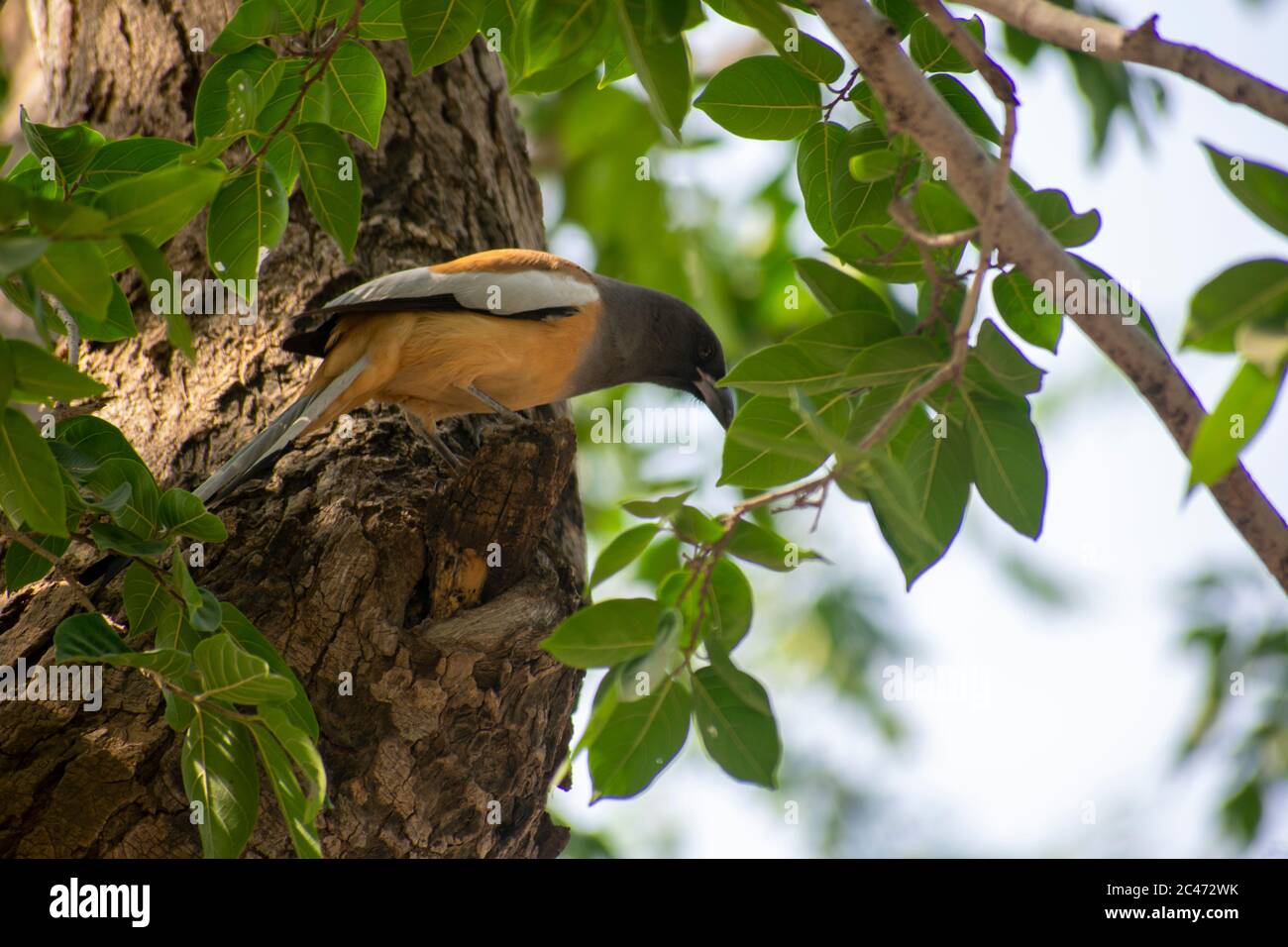 The rufous treepie is a treepie, native to the Indian Subcontinent ...