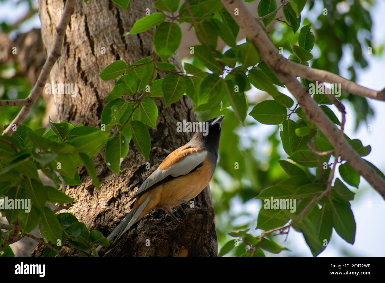The rufous treepie is a treepie, native to the Indian Subcontinent ...