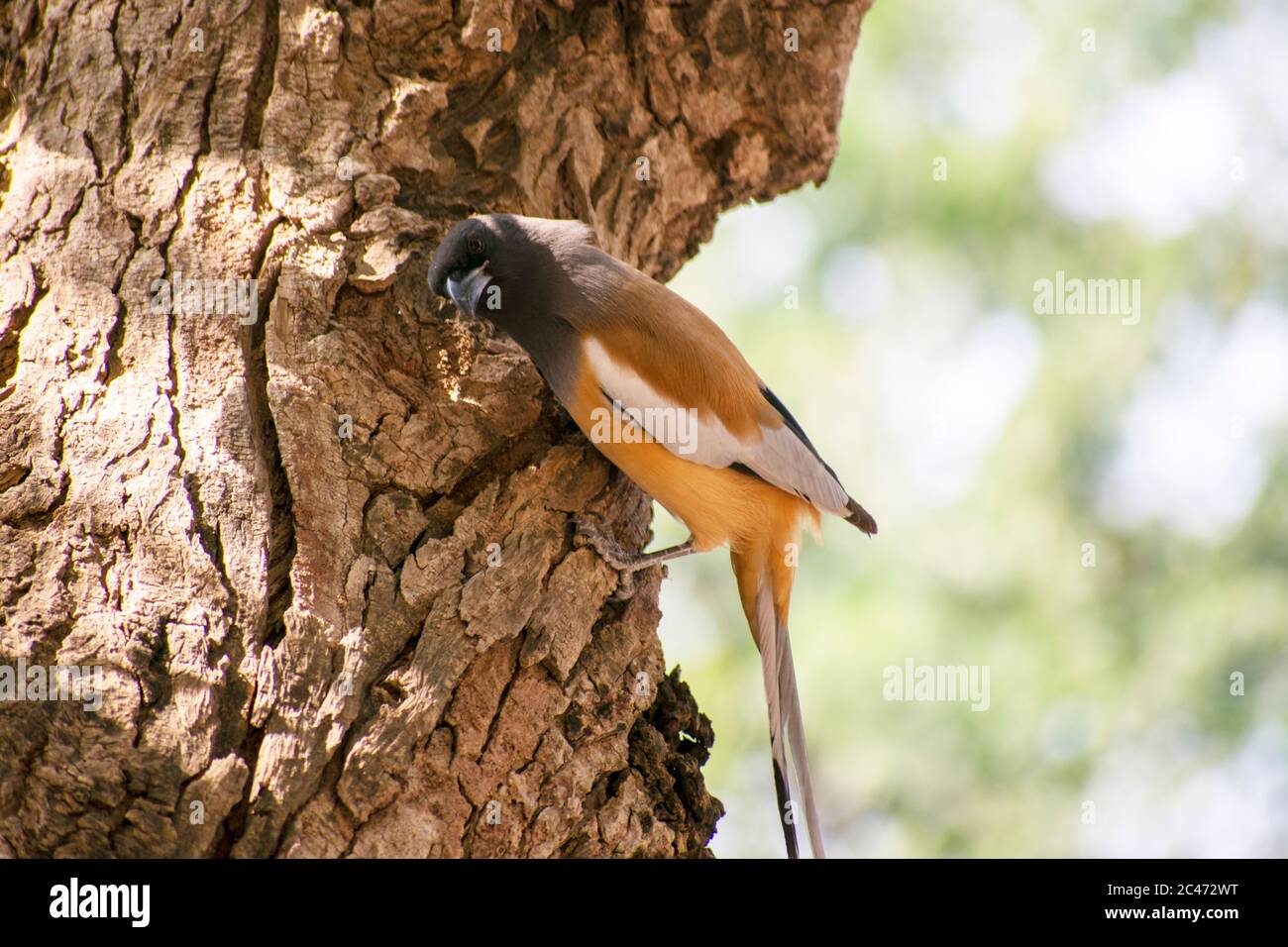 The rufous treepie is a treepie, native to the Indian Subcontinent ...