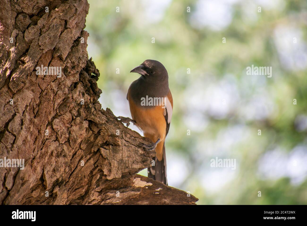 The rufous treepie is a treepie, native to the Indian Subcontinent ...