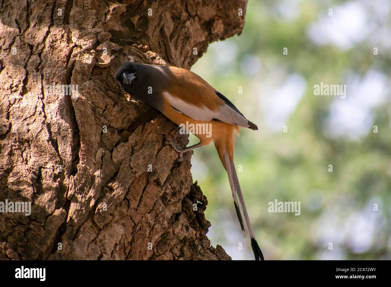 Nest Of Rufous Treepie