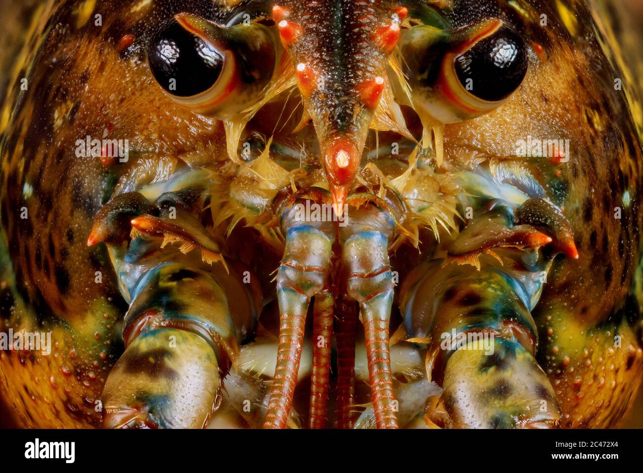Lobster Close Up