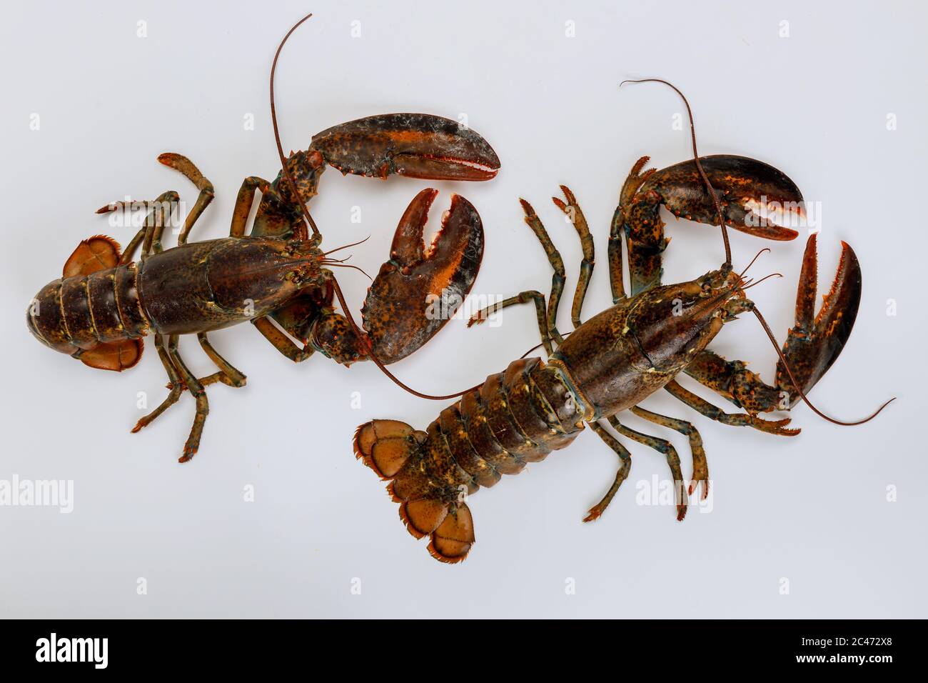 Live lobsters isolated on white background. Top view Stock Photo - Alamy