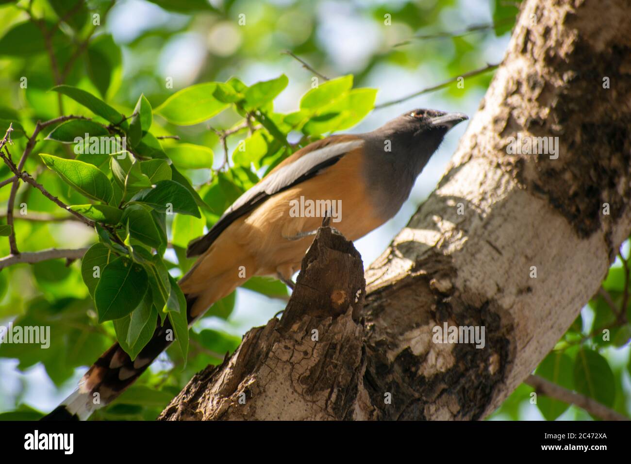 The rufous treepie is a treepie, native to the Indian Subcontinent ...