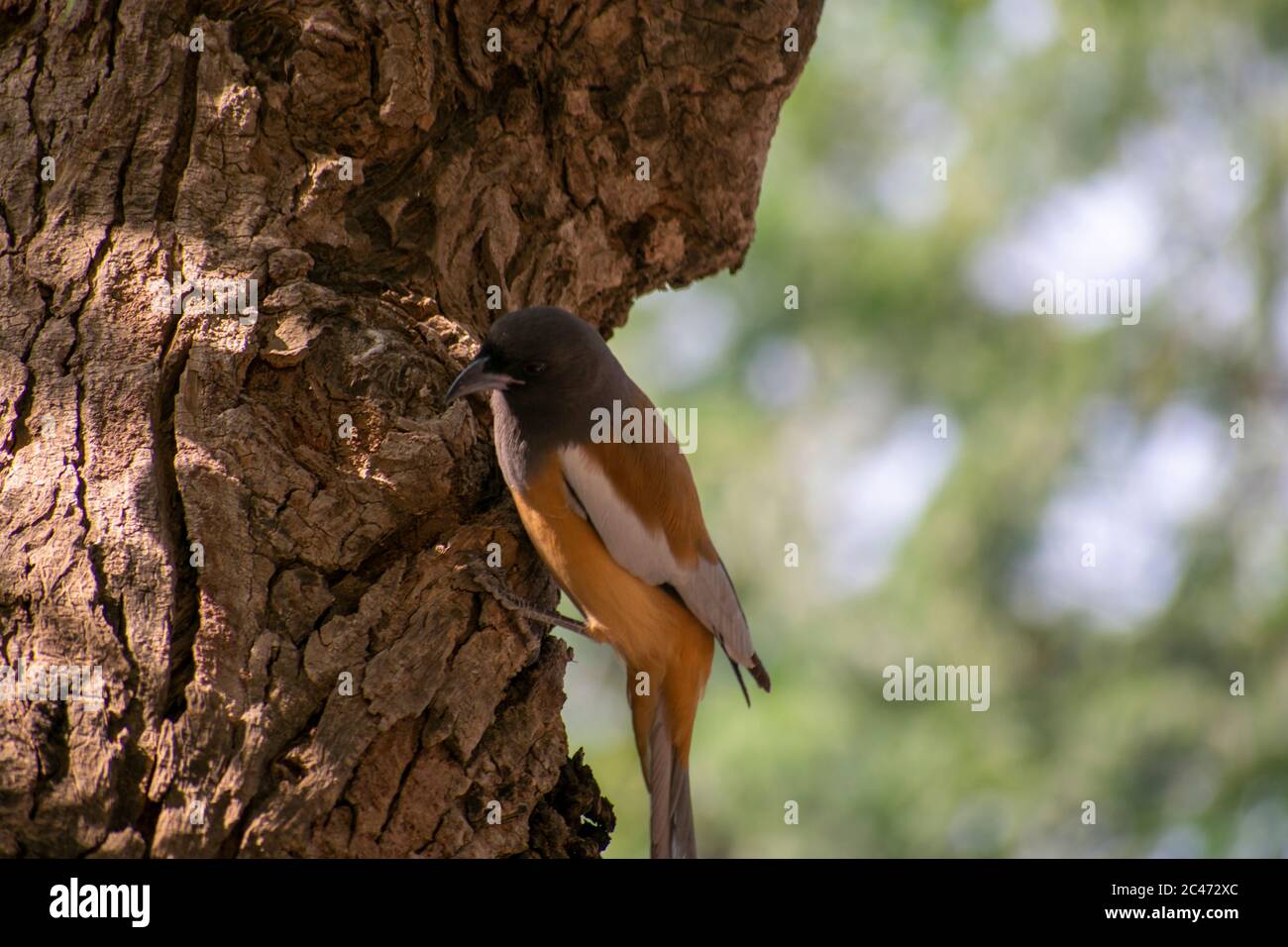 The rufous treepie is a treepie, native to the Indian Subcontinent ...