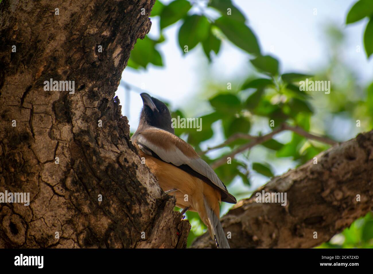 The rufous treepie is a treepie, native to the Indian Subcontinent ...