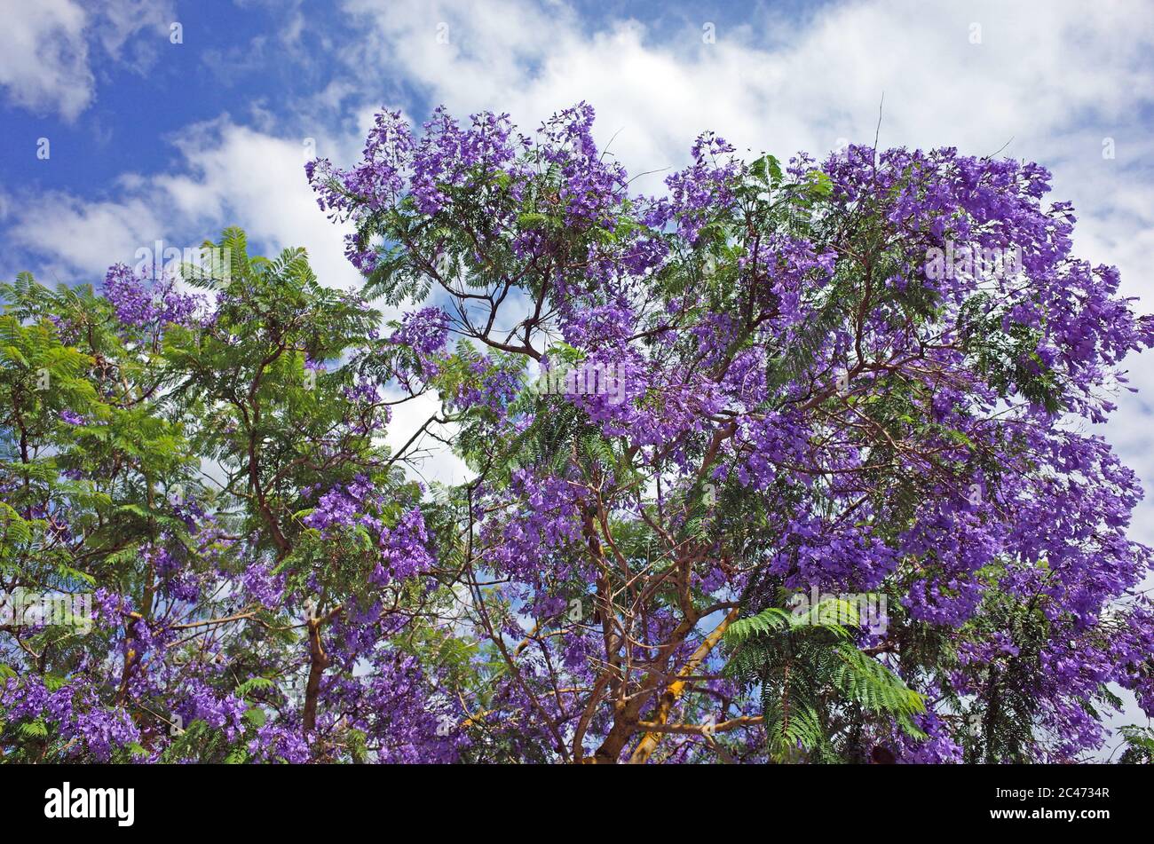 Blue jacaranda (jacaranda mimosifolia) in Sardinia garden Stock Photo ...