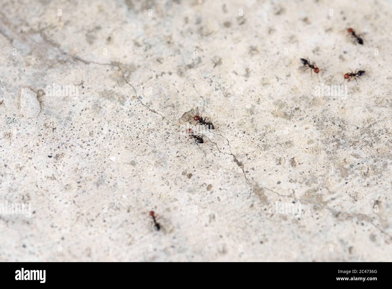 Lot of ants on a concrete surface with cracks Stock Photo - Alamy