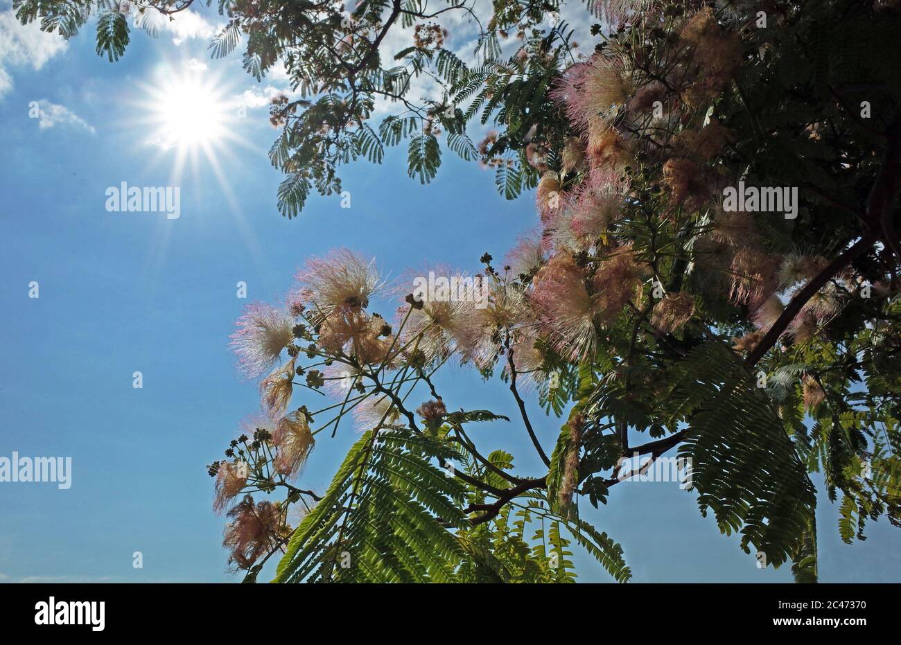 Flowers of Persian silk tree or pink silk tree (Albizia julibrissin) in ...