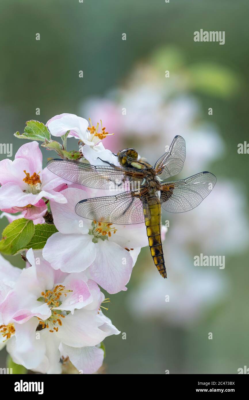 Broad Bodied Chaser Dragonfly; Libellula depressa; Immature Male; UK ...