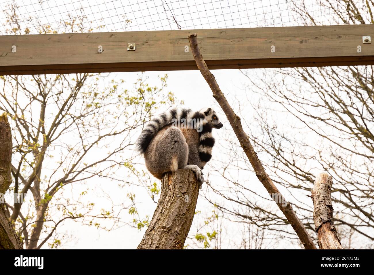 Cute furry ring-tailed lemur at the zoo during daytime Stock Photo - Alamy