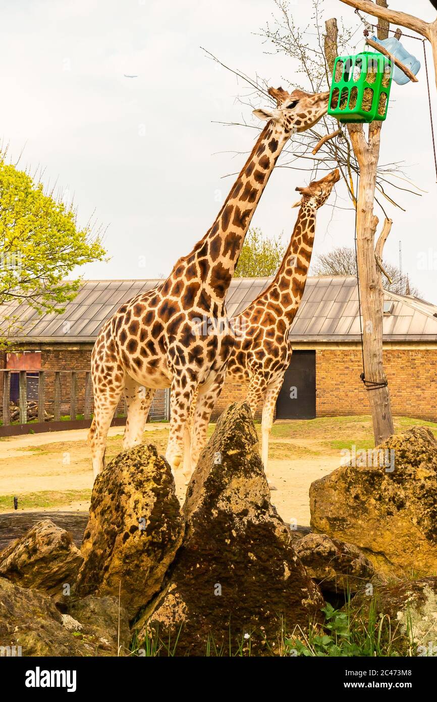 Savannah african cattle giraffe hi-res stock photography and images - Alamy