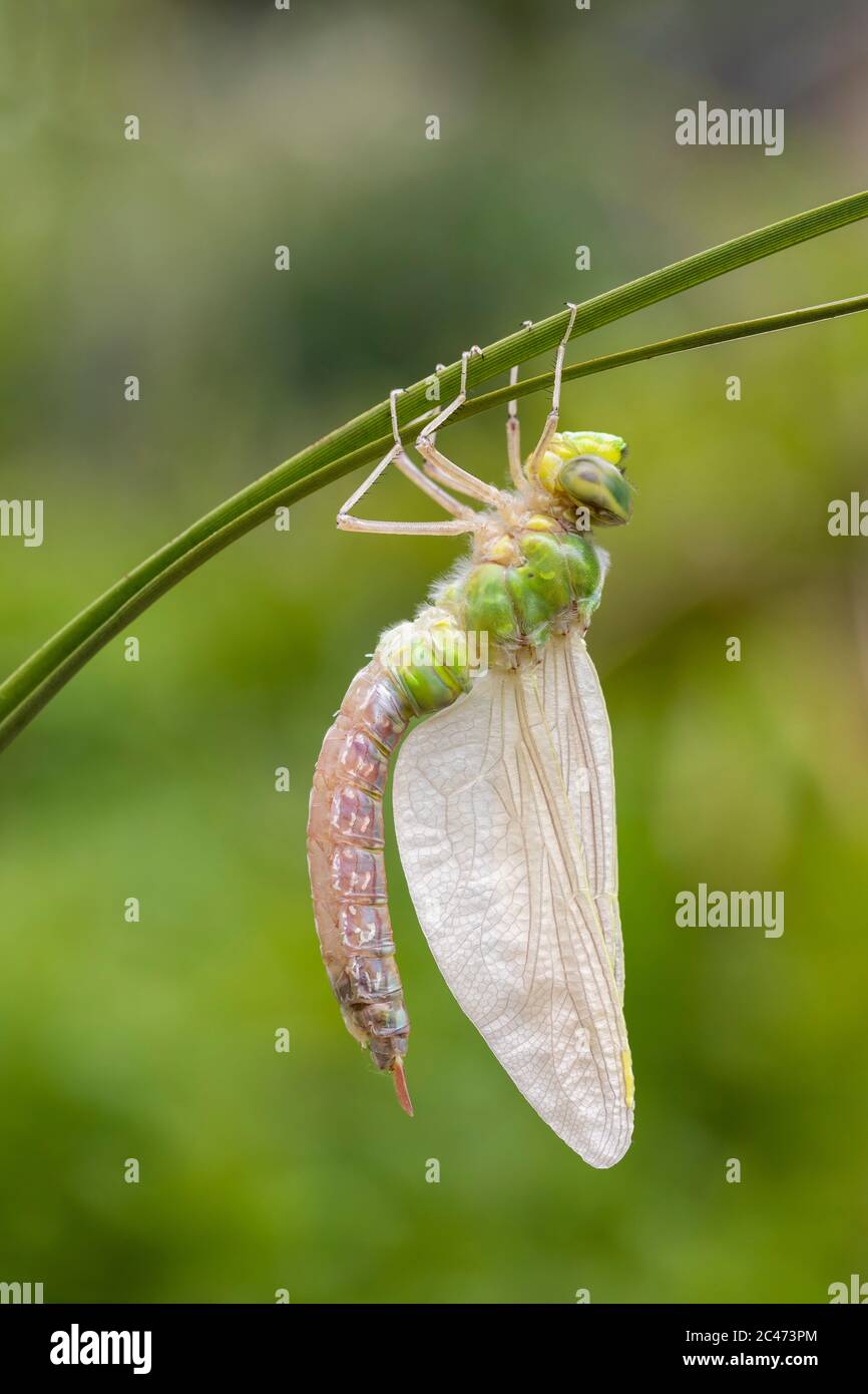 Emperor Dragonfly; Anax imperator; Female; Emerging; UK Stock Photo - Alamy