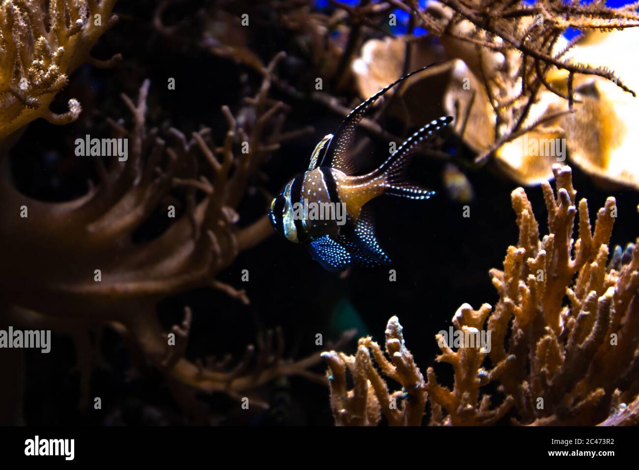 Closeup shot of fish swimming in the ocean near coral reefs Stock Photo ...