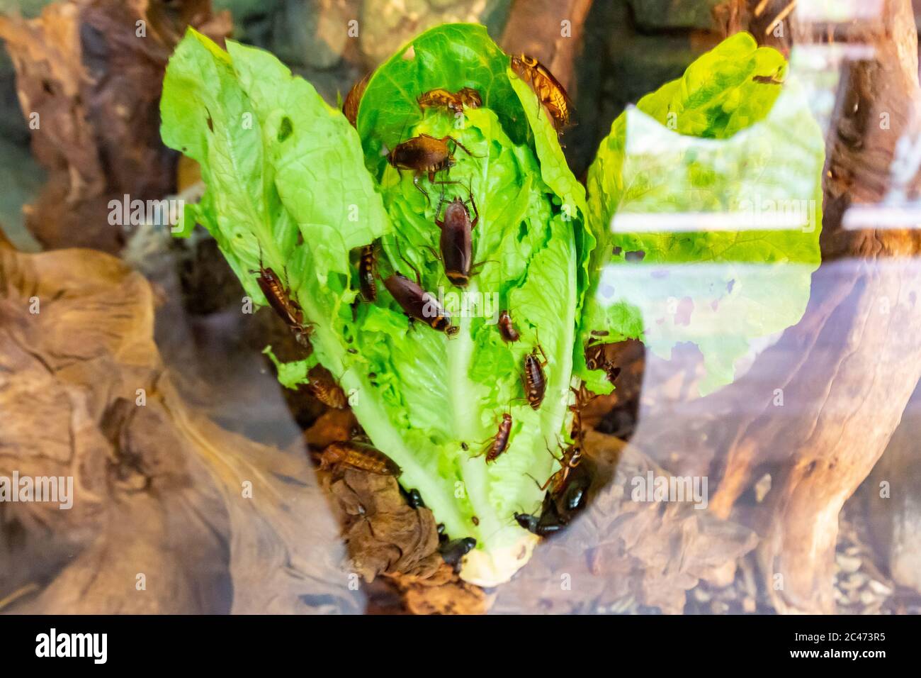 Bunch of insects hi-res stock photography and images - Alamy