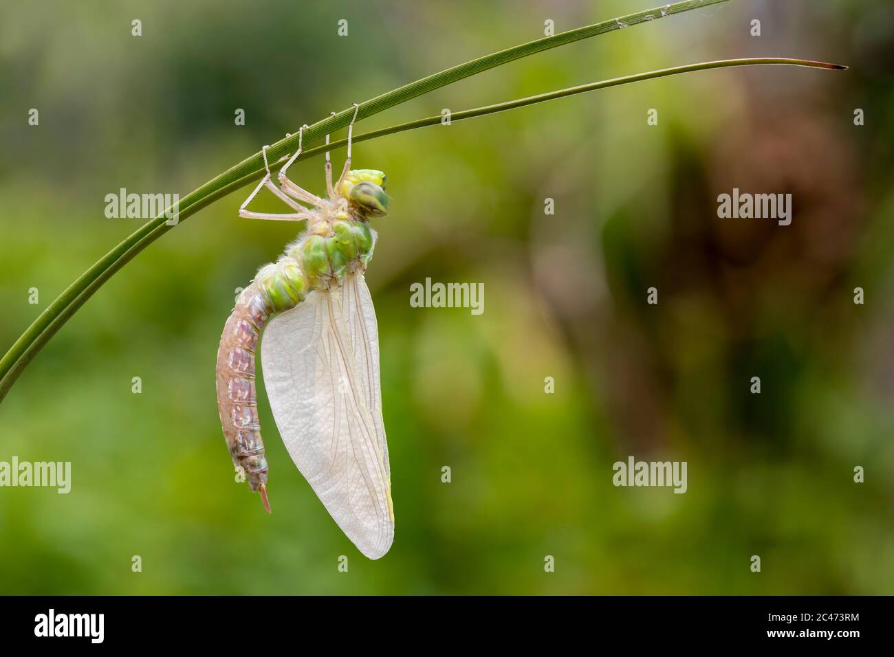 Emperor Dragonfly; Anax imperator; Female; Emerging; UK Stock Photo - Alamy