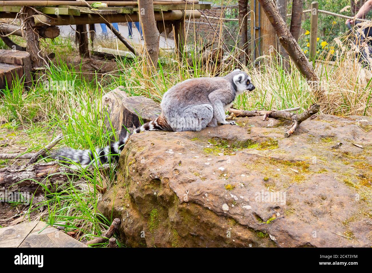 Cute furry ring-tailed lemur at the zoo during daytime Stock Photo - Alamy